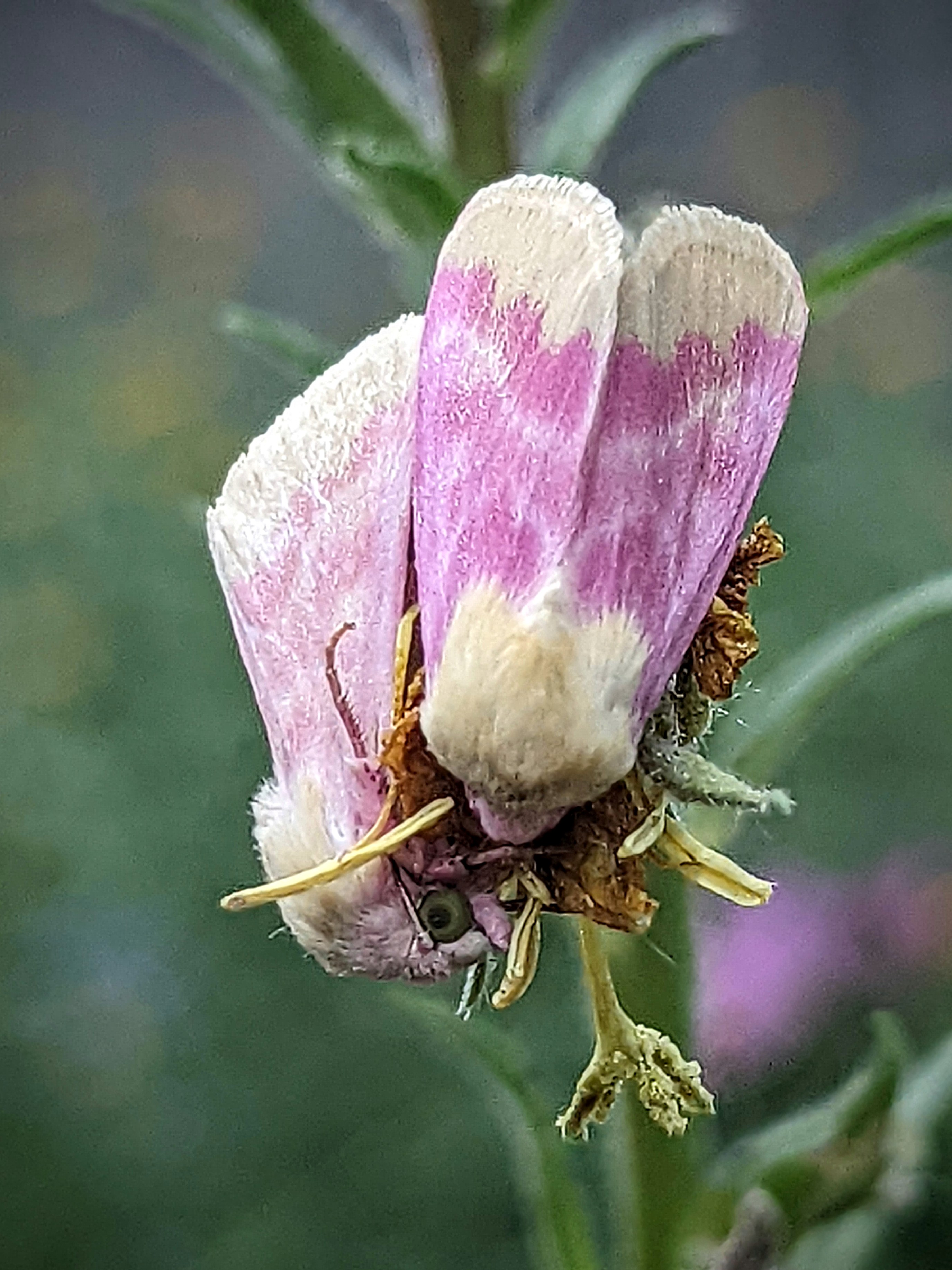 Primrose Moths – Hellstrip Heaven