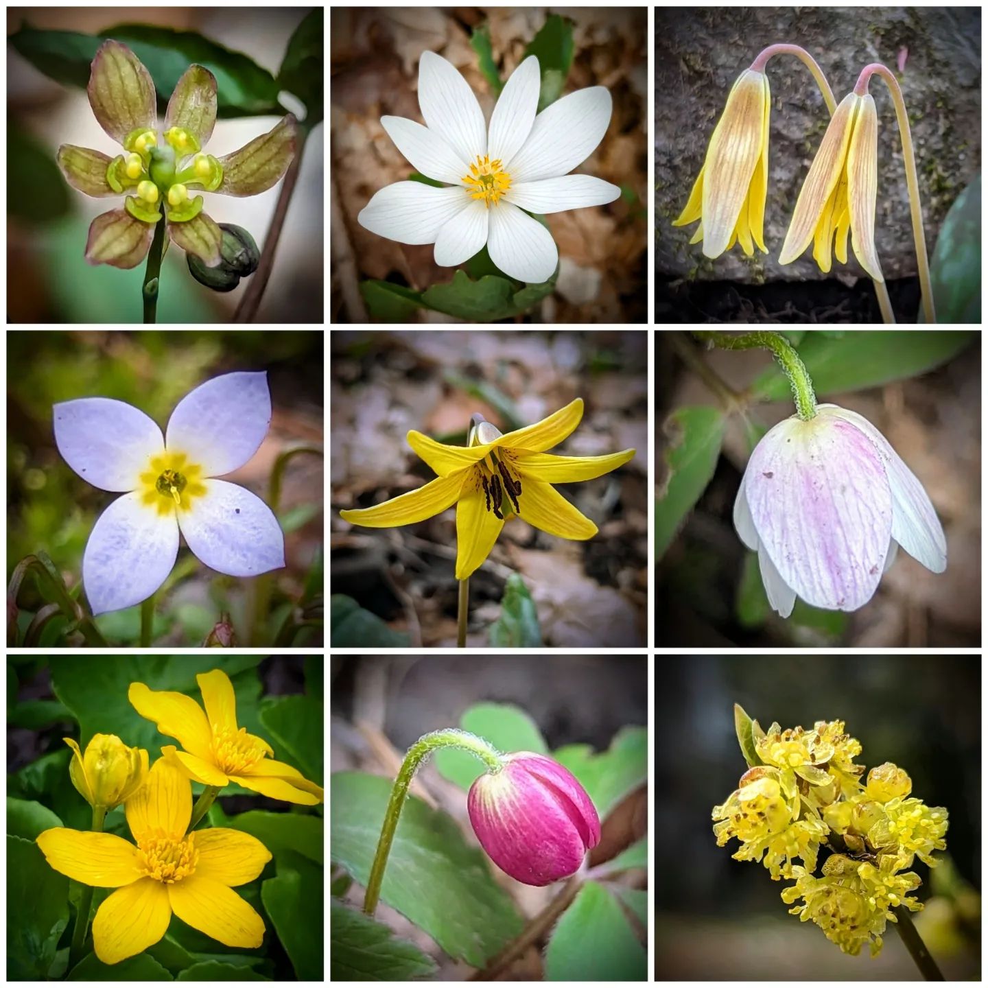 Spring Flowers at the Cascades – Hellstrip Heaven