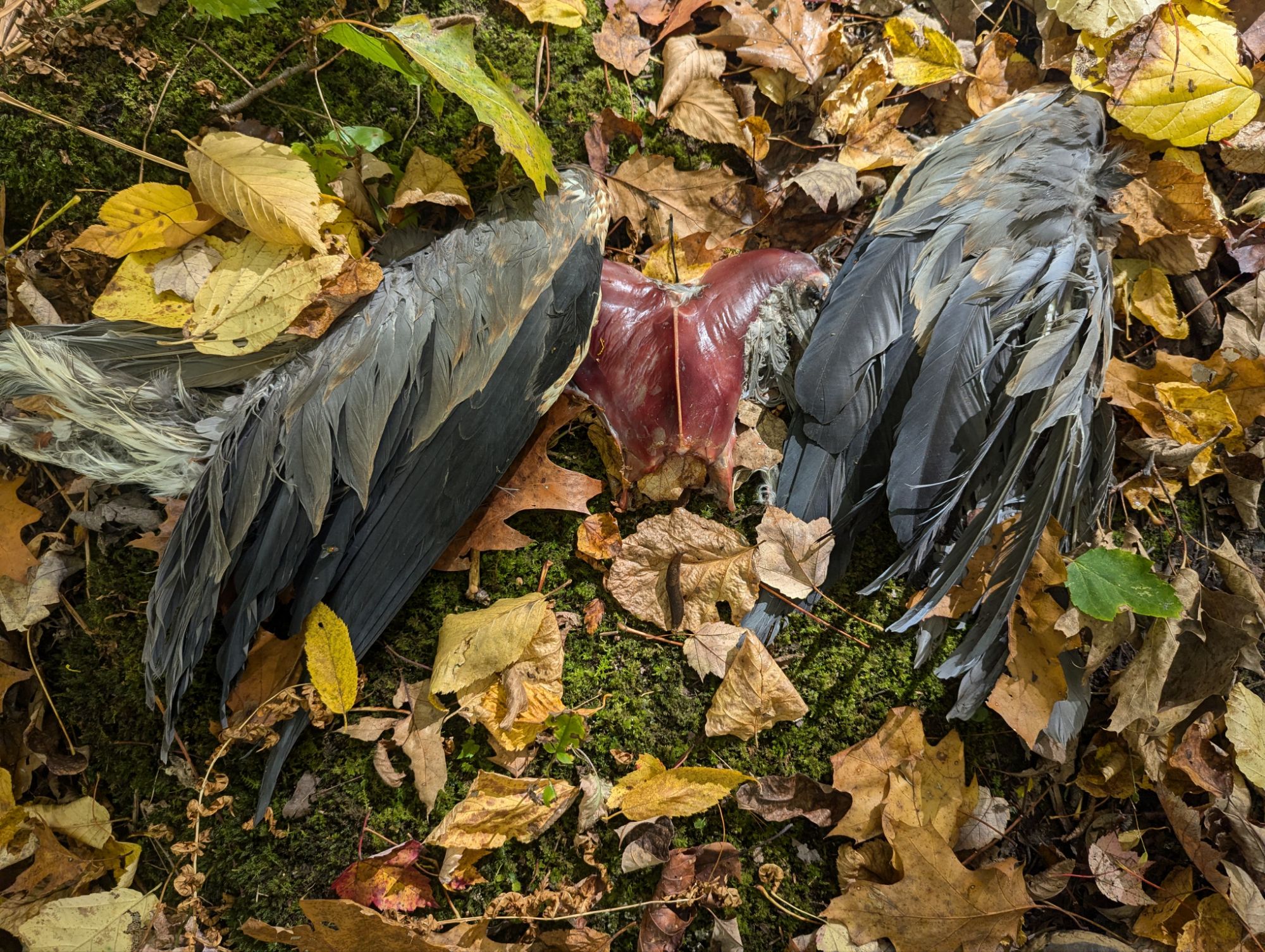 Burial of the Heron – Hellstrip Heaven